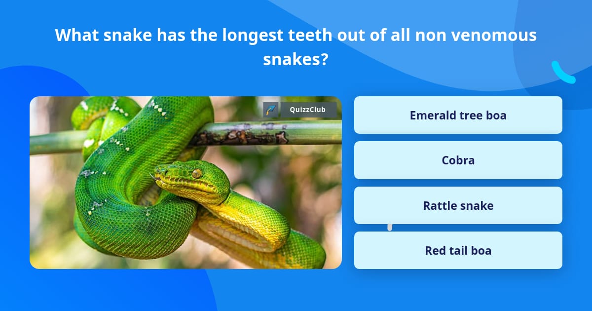 What snake has the longest teeth out... | Trivia Questions | QuizzClub