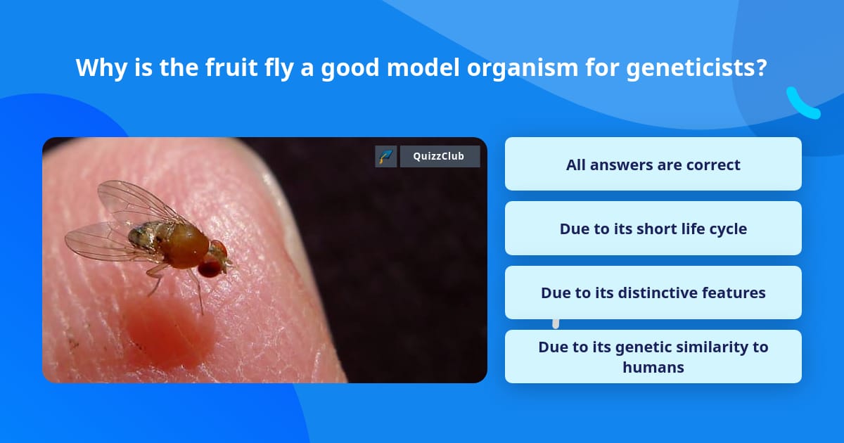 Why is the fruit fly a good model... | Trivia Questions | QuizzClub