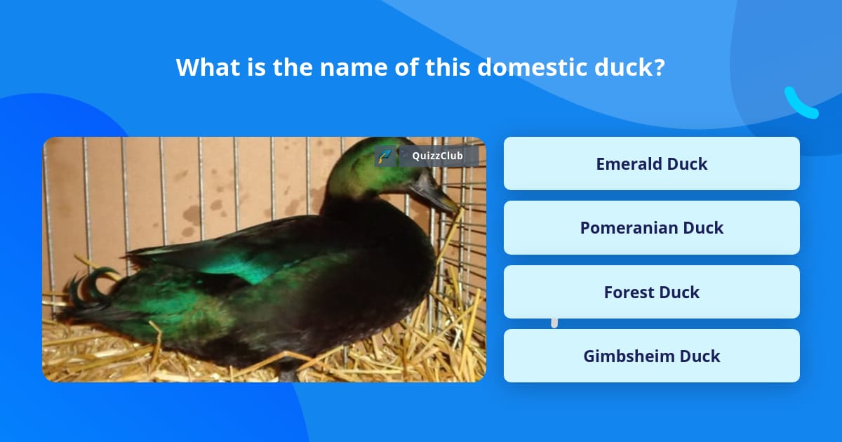 What is the name of this domestic duck? | Trivia Questions | QuizzClub