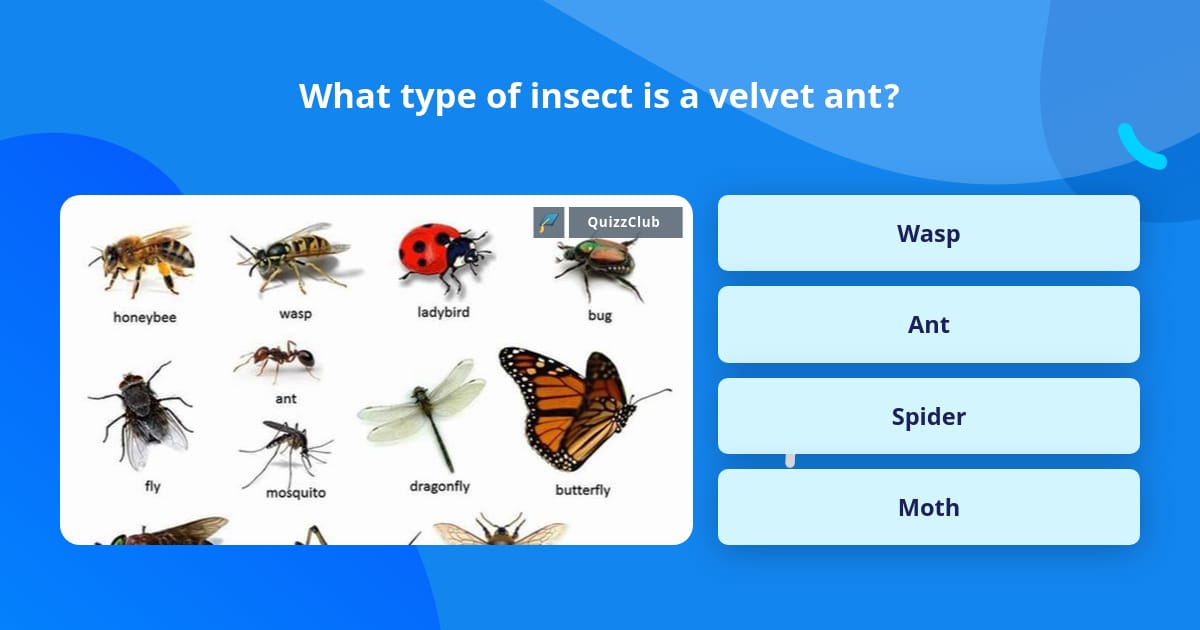What type of insect is a velvet ant? | Trivia Questions | QuizzClub