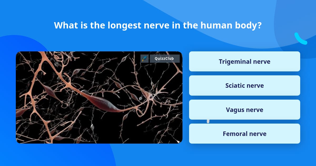 What Is The Longest Nerve In The Trivia Questions QuizzClub what-is-the-longest-nerve-in-the-trivia-questions-quizzclub
