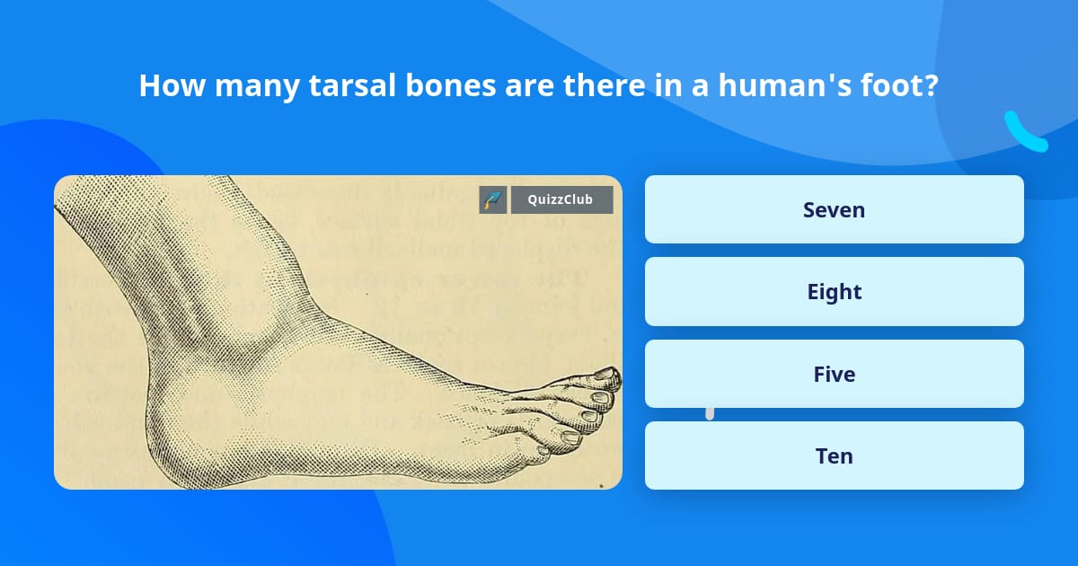how-many-tarsal-bones-are-there-in-a-trivia-answers-quizzclub