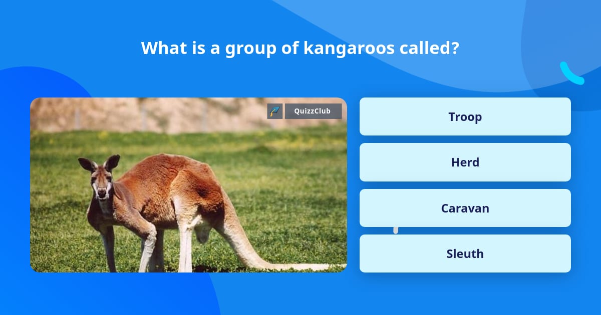 What is a group of kangaroos called? | Trivia Questions | QuizzClub