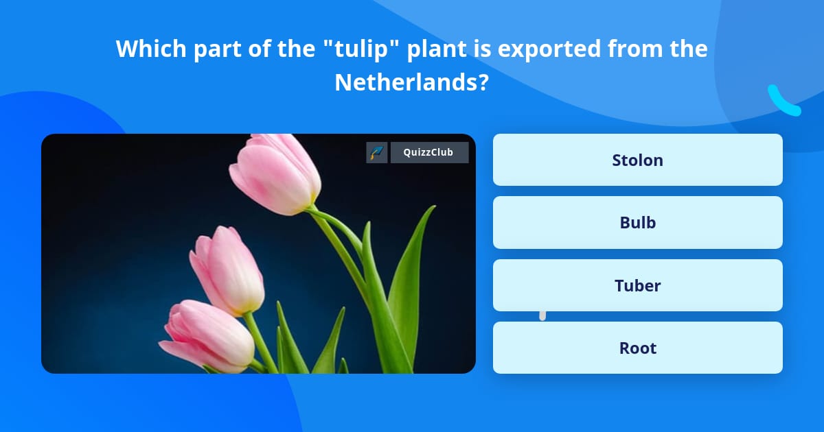 Which part of the "tulip" plant is... | Trivia Questions | QuizzClub