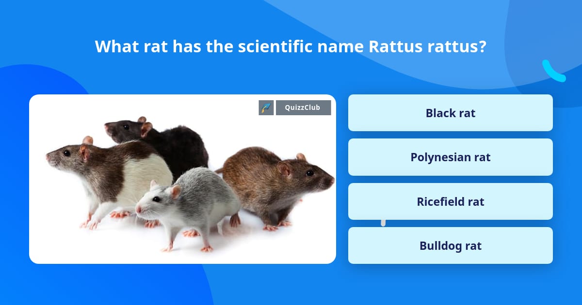 What rat has the scientific name... | Trivia Questions | QuizzClub