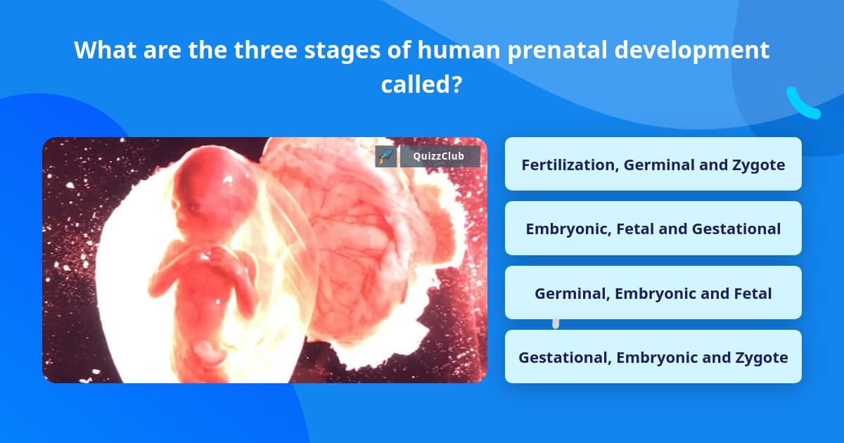 What are the three stages of human... | Trivia Answers | QuizzClub