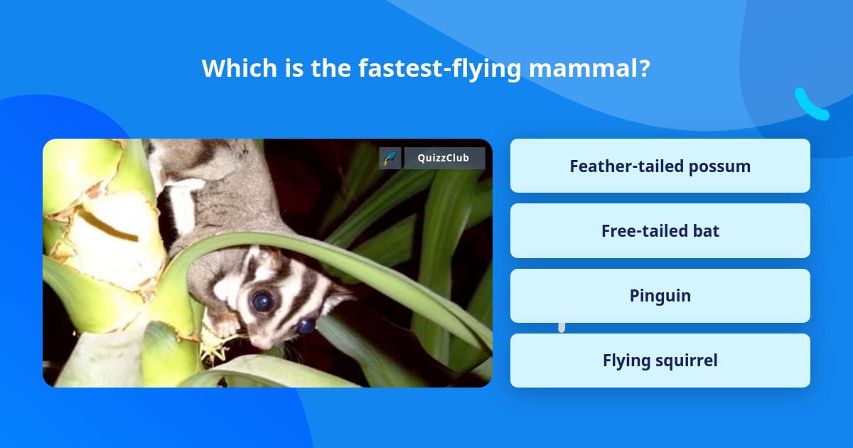 Which Is The Fastest flying Mammal Trivia Answers QuizzClub which-is-the-fastest-flying-mammal-trivia-answers-quizzclub