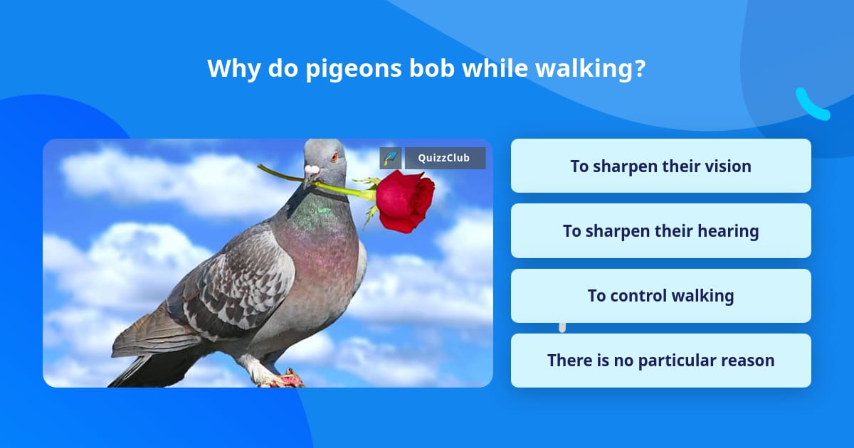 Why do pigeons bob while walking? | Trivia Questions | QuizzClub