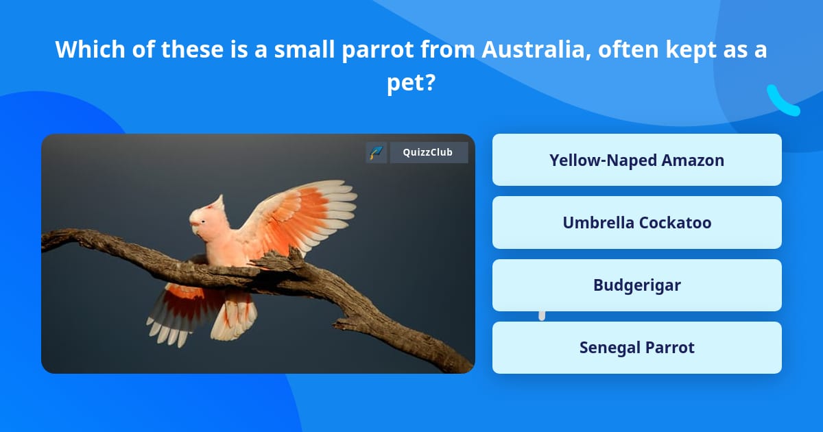 Which of these is a small parrot... | Trivia Questions | QuizzClub