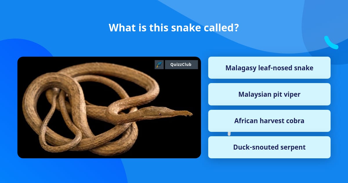 What is this snake called? | Trivia Answers | QuizzClub