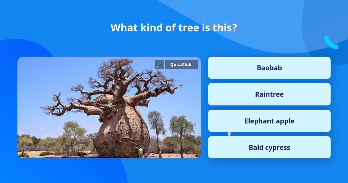 What kind of tree is this? | Trivia Answers | QuizzClub