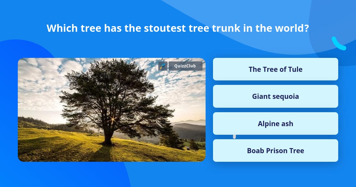 Which tree has the stoutest tree... | Trivia Questions | QuizzClub