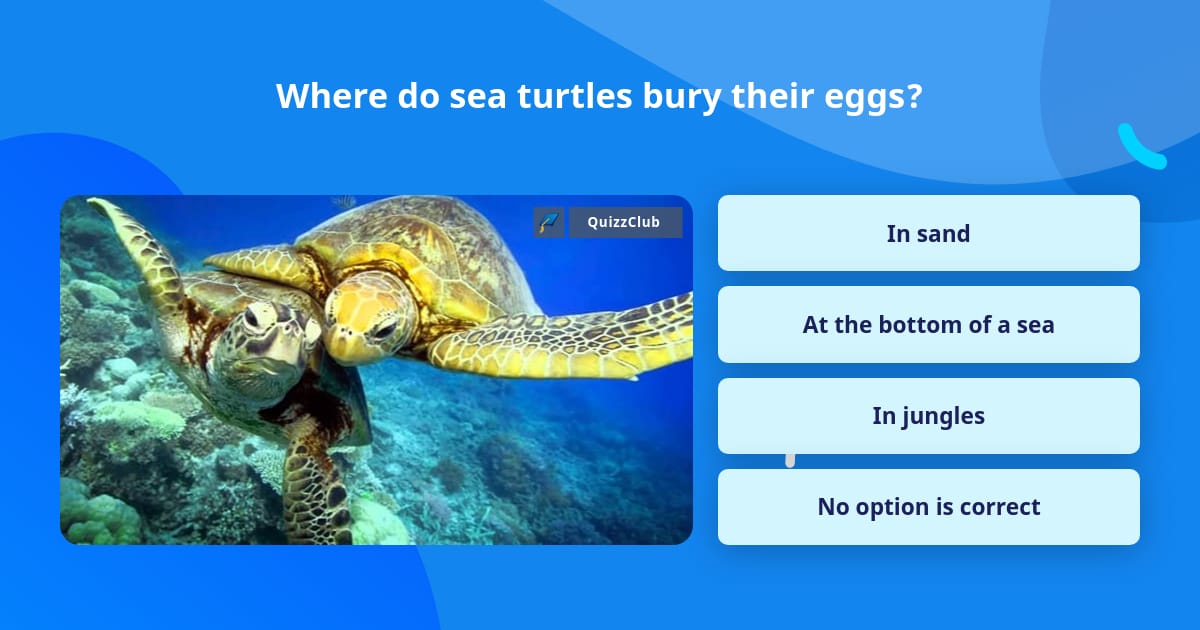 Where Do Sea Turtles Bury Their Eggs Trivia Questions QuizzClub where-do-sea-turtles-bury-their-eggs-trivia-questions-quizzclub