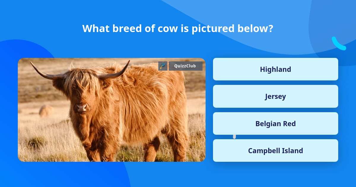 What breed of cow is pictured below? | Trivia Answers | QuizzClub