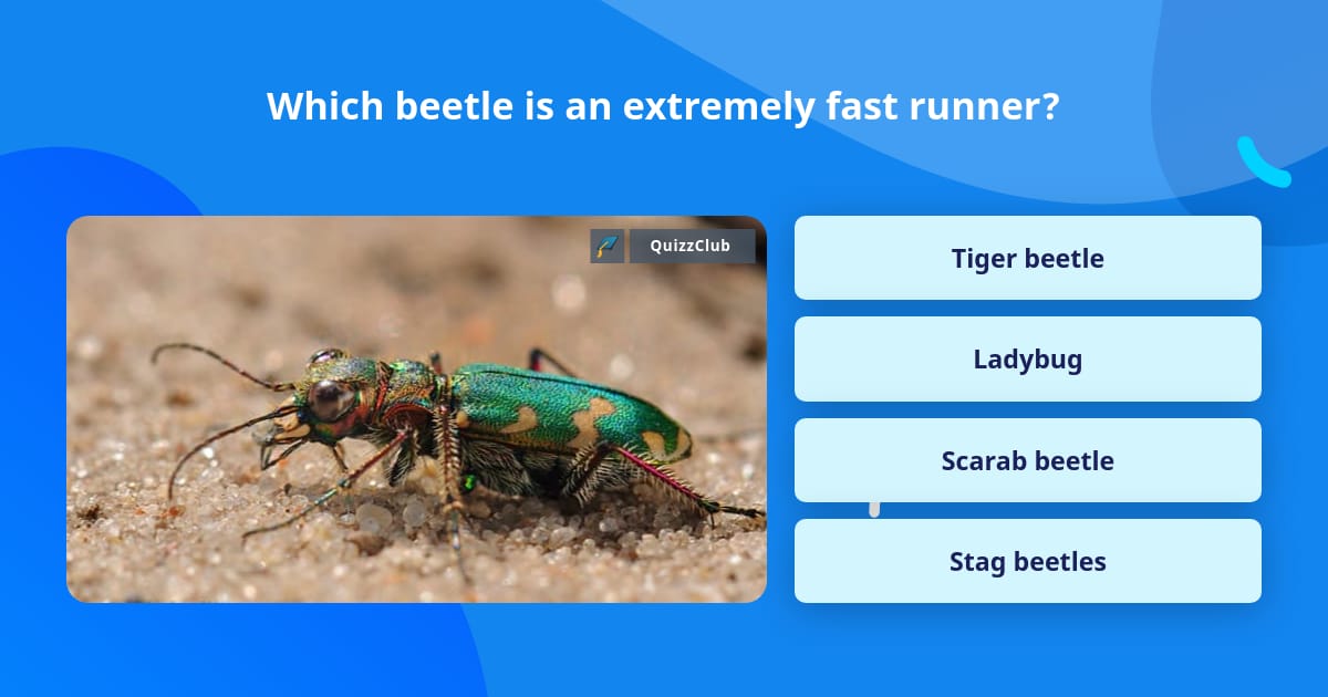 Which beetle is an extremely fast... | Trivia Questions | QuizzClub