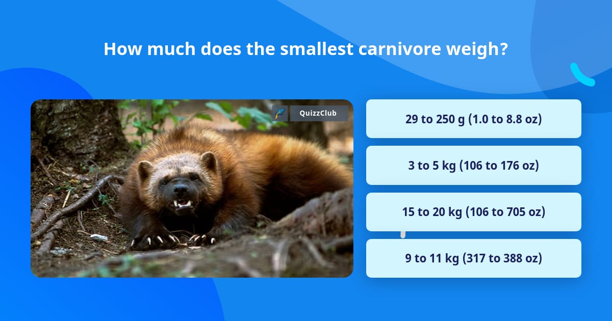 how-much-does-the-smallest-carnivore-trivia-answers-quizzclub