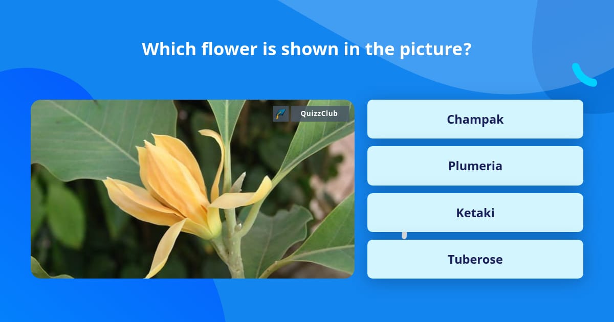 Which flower is shown in the picture? | Trivia Questions | QuizzClub