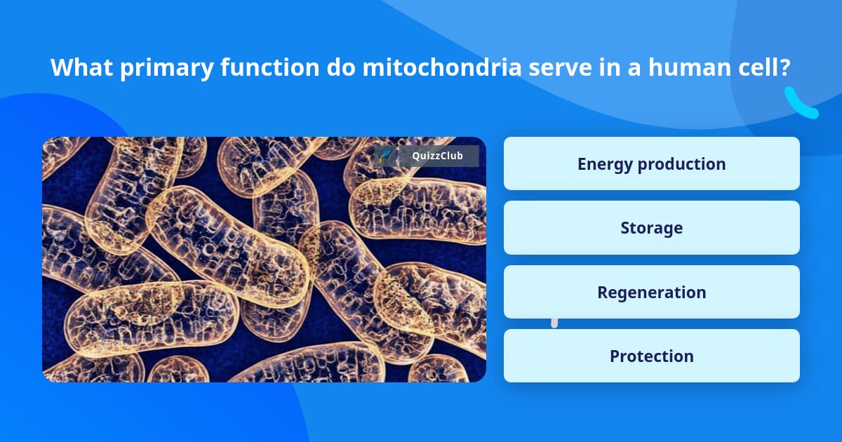 What primary function do... | Trivia Answers | QuizzClub