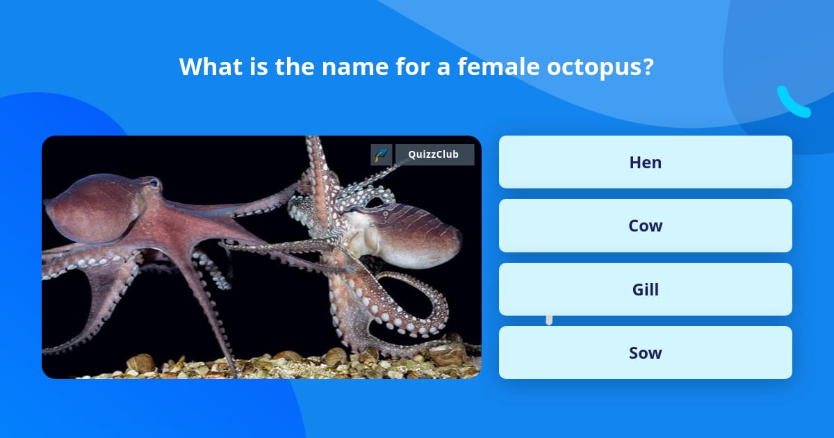 What is the name for a female octopus? | Trivia Questions | QuizzClub