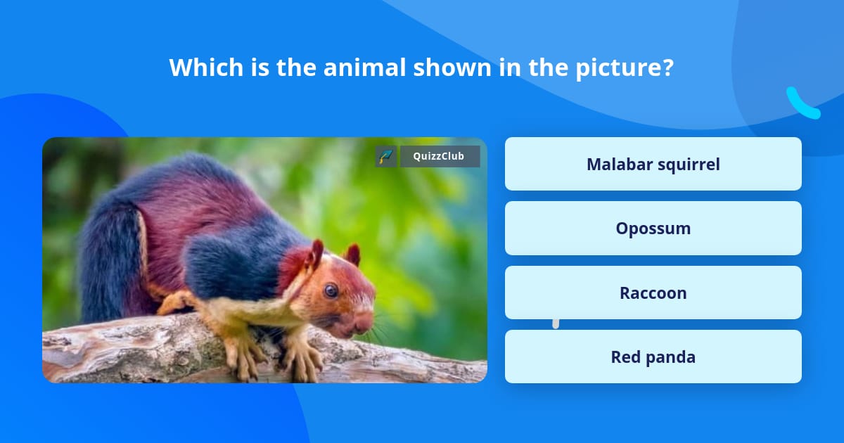 Which Is The Animal Shown In The Trivia Questions QuizzClub which-is-the-animal-shown-in-the-trivia-questions-quizzclub