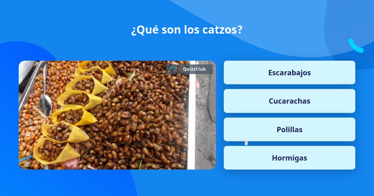 ¿Qué son los catzos? | La respuesta de Trivia | QuizzClub