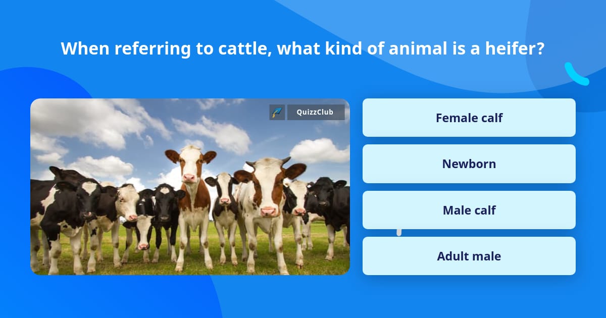 When referring to cattle, what kind... | Trivia Answers | QuizzClub