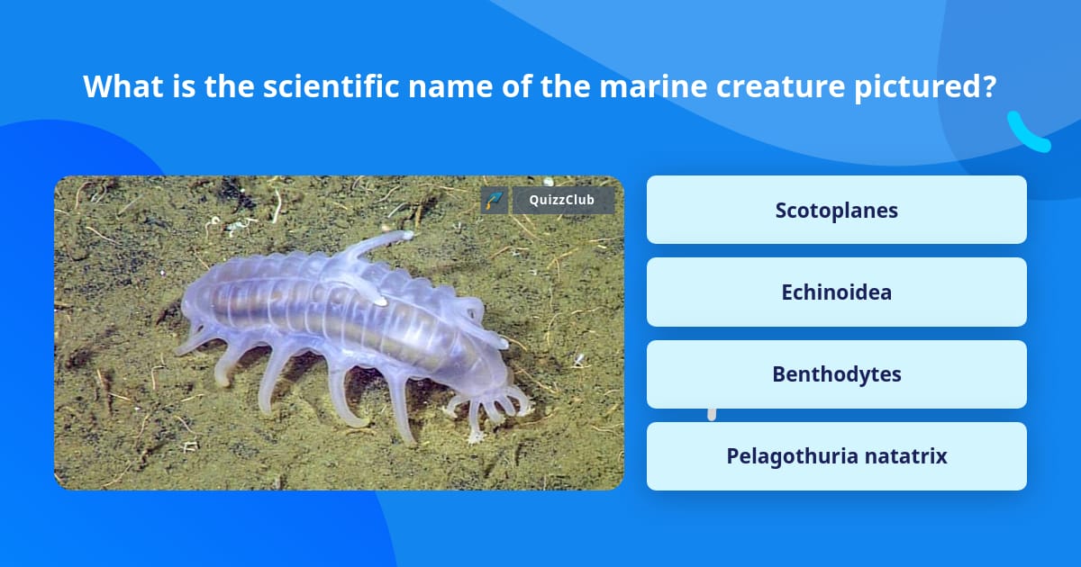What Is The Scientific Name Of The Trivia Answers QuizzClub what-is-the-scientific-name-of-the-trivia-answers-quizzclub