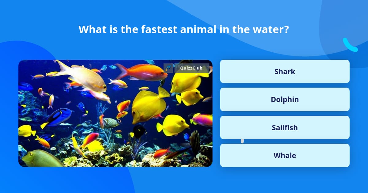What is the fastest animal in the water? | Trivia Questions