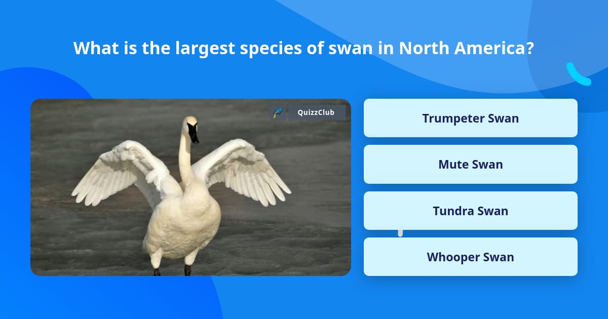 What is the largest species of swan... | Trivia Questions | QuizzClub