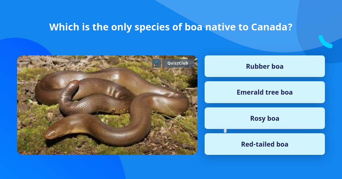 Which is the only species of boa... | Trivia Answers | QuizzClub