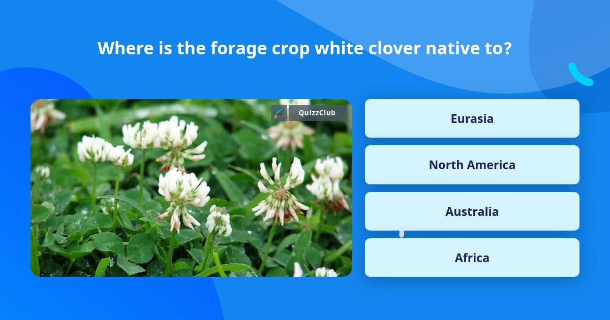 Where is the forage crop white... | Trivia Questions | QuizzClub