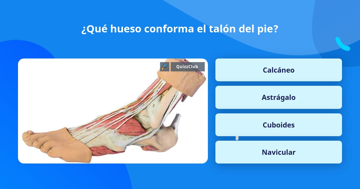 ¿Qué hueso conforma el talón del pie? | Las Preguntas Trivia