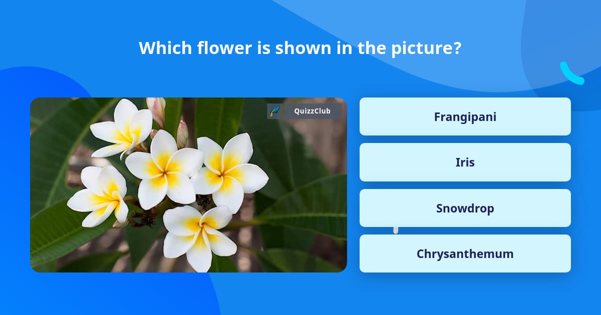 Which flower is shown in the picture? | Trivia Questions | QuizzClub