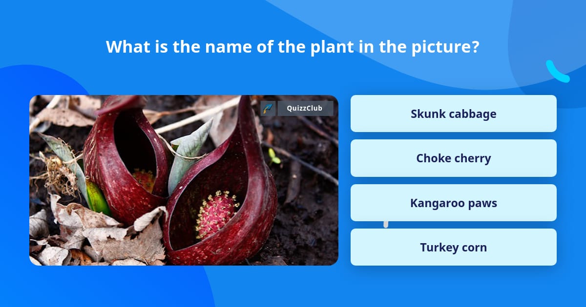 What is the name of the plant in the... | Trivia Questions | QuizzClub