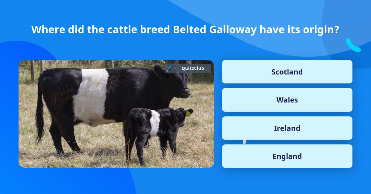 Where did the cattle breed Belted... | Trivia Answers | QuizzClub
