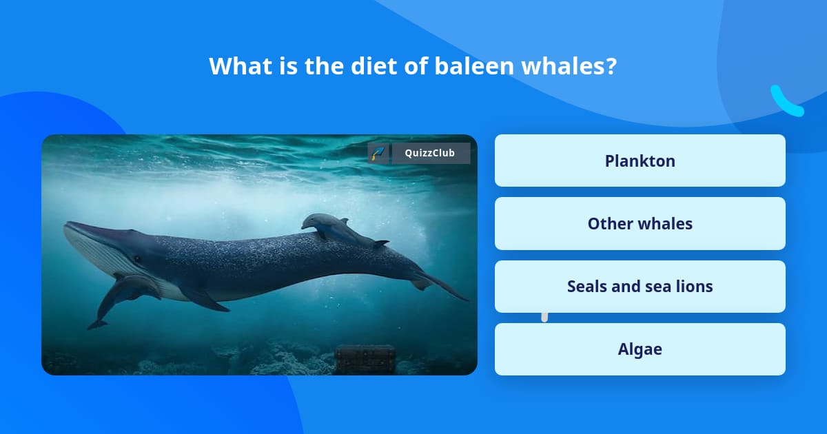 What is the diet of baleen whales? | Trivia Answers | QuizzClub