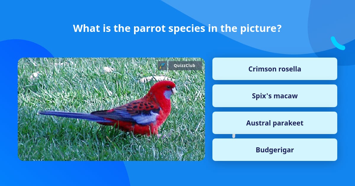 What is the parrot species in the... | Trivia Questions | QuizzClub