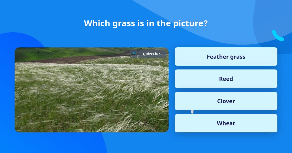 Which grass is in the picture? | Trivia Questions | QuizzClub