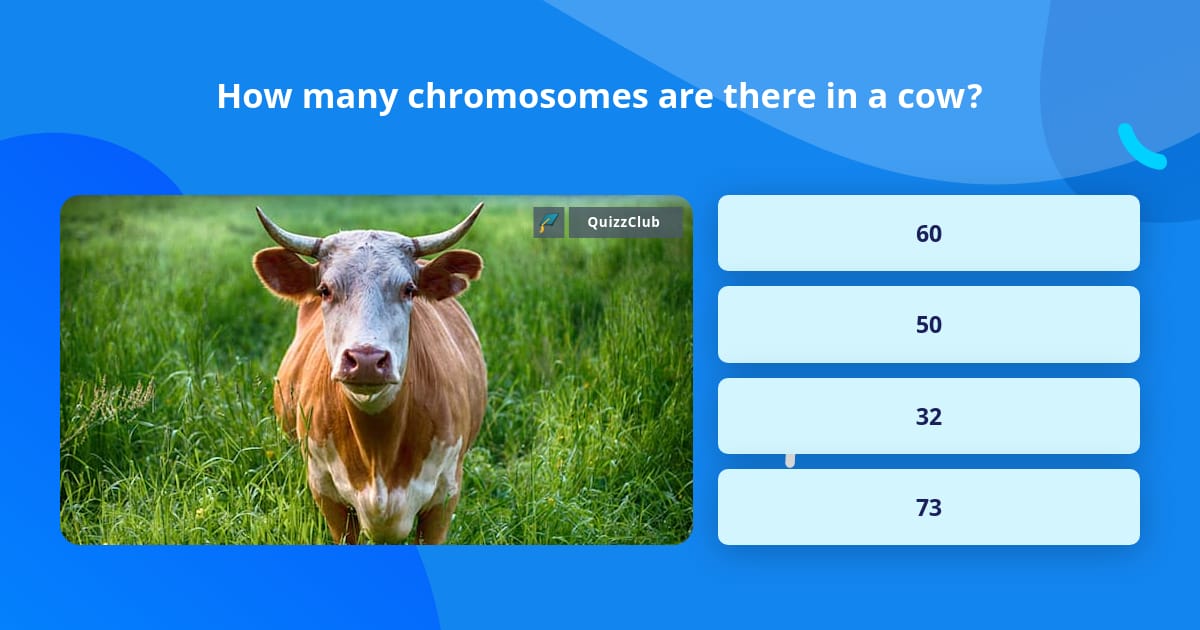 How many chromosomes are there in a cow? | Trivia Questions
