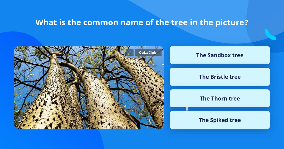 What is the common name of the tree... | Trivia Questions | QuizzClub
