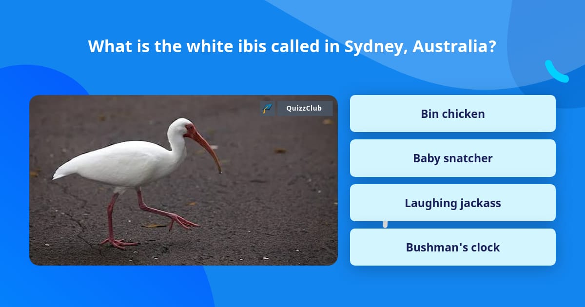 What is the white ibis called in... | Trivia Questions | QuizzClub
