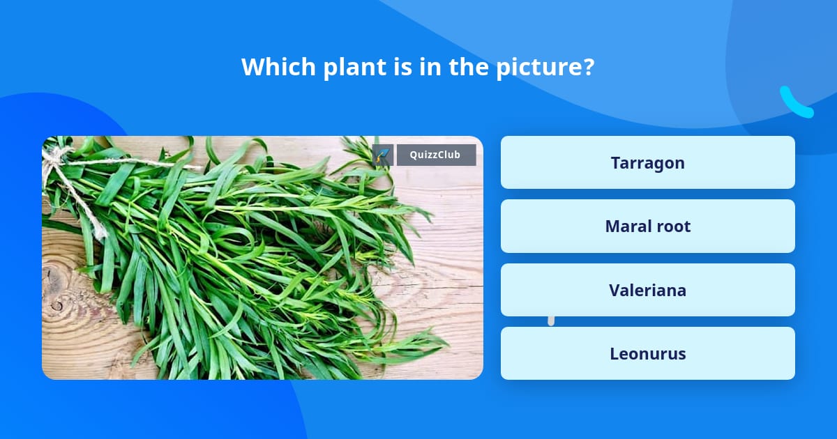 Which plant is in the picture? | Trivia Answers | QuizzClub