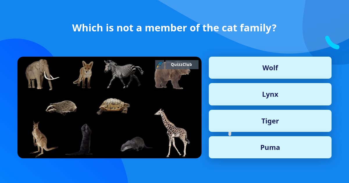 Which is not a member of the cat family? | Trivia Questions