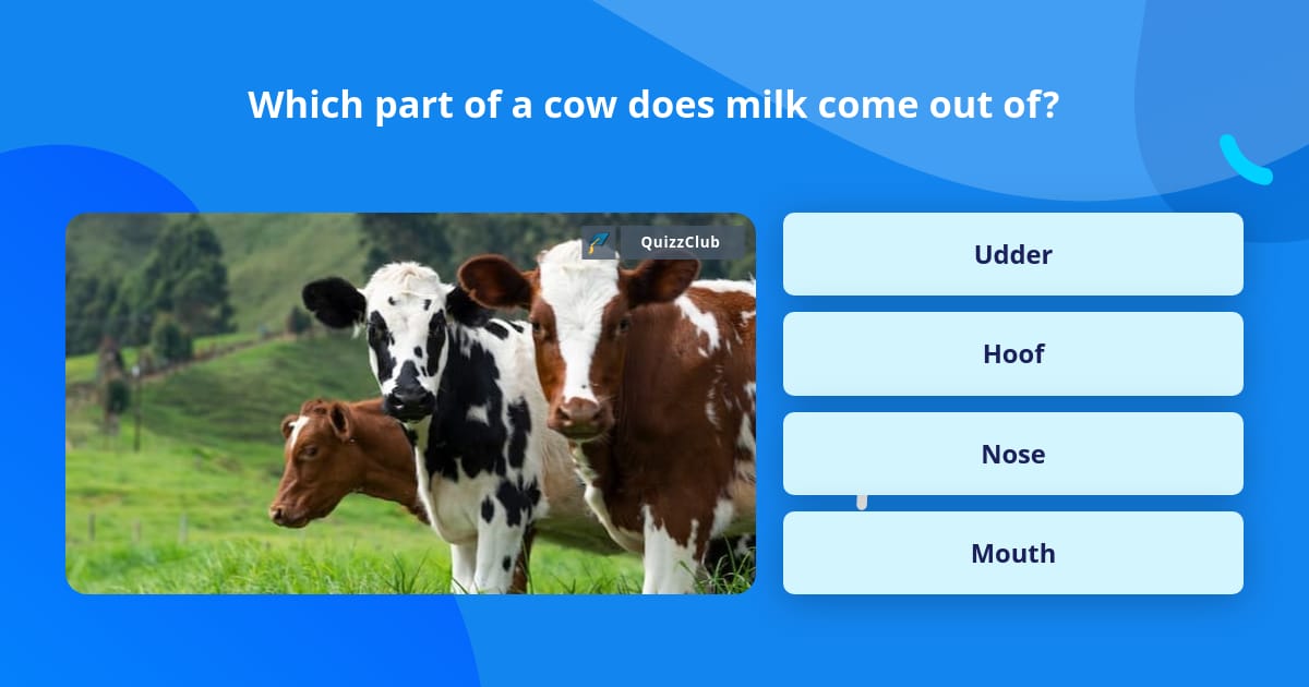 Which part of a cow does milk come... | Trivia Answers | QuizzClub
