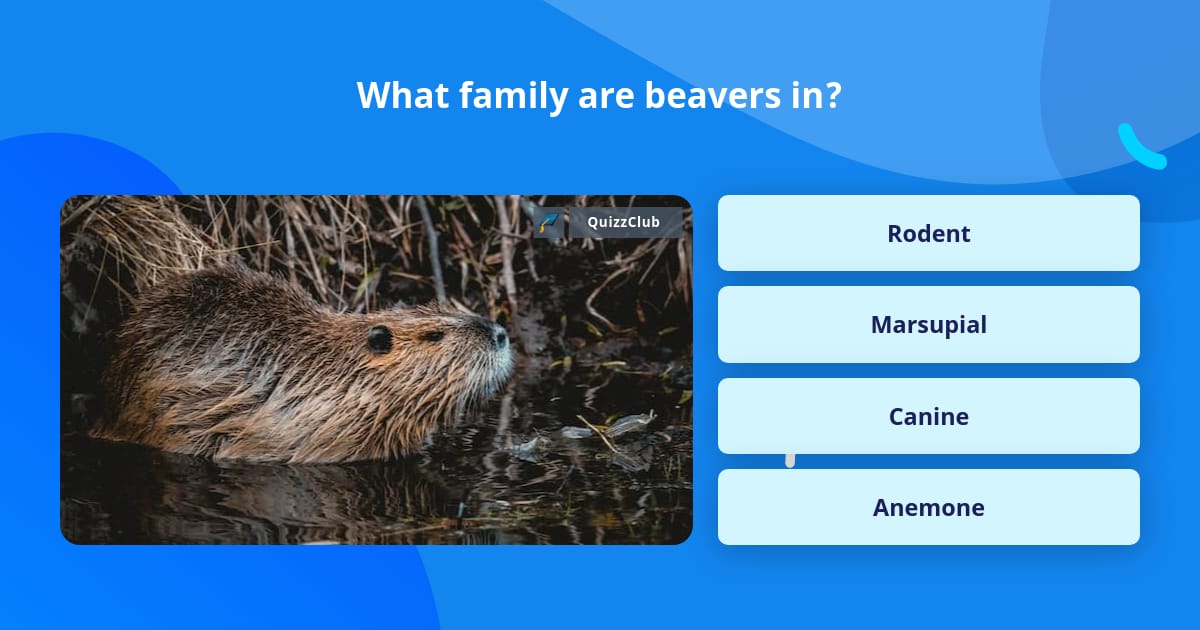 What family are beavers in? | Trivia Answers | QuizzClub