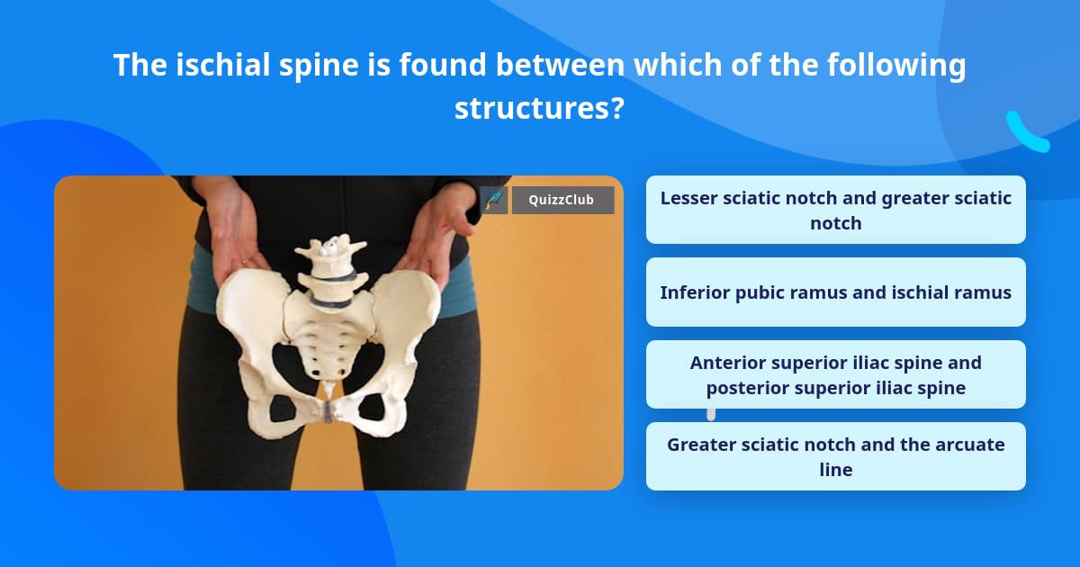 The ischial spine is found between... | Trivia Answers | QuizzClub