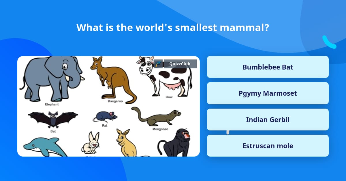 What is the world's smallest mammal? | Trivia Questions | QuizzClub