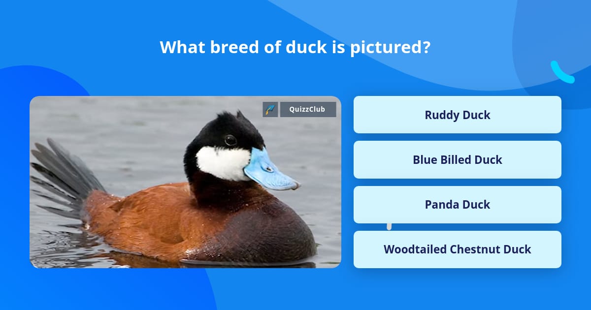 What breed of duck is pictured? | Trivia Questions | QuizzClub