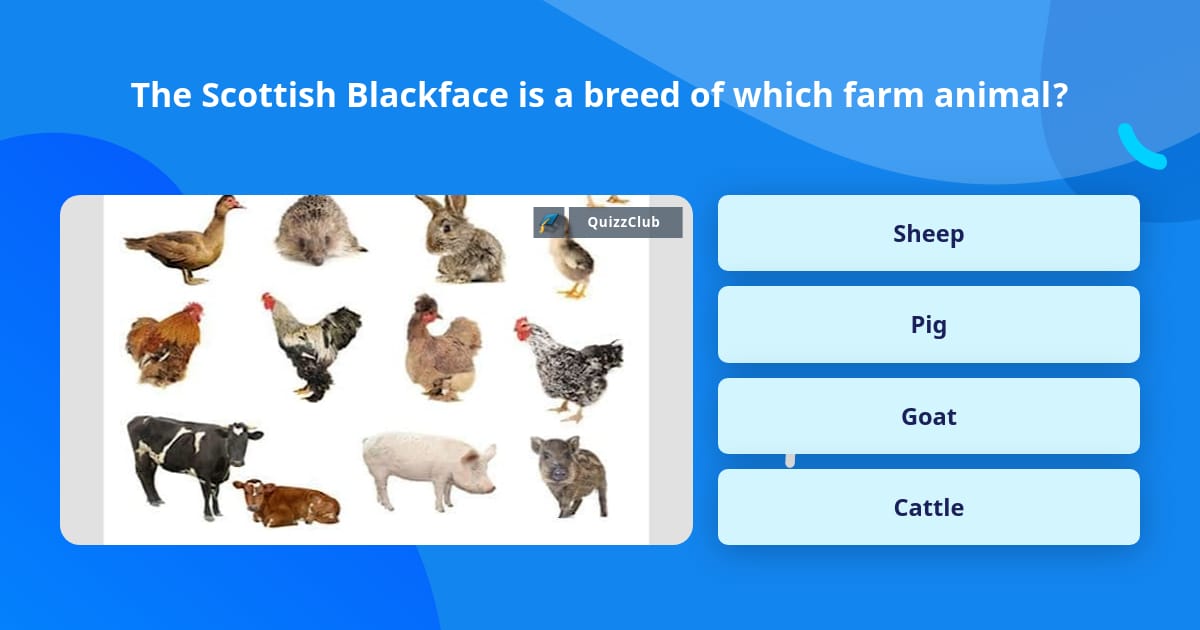 The Scottish Blackface is a breed of... | Trivia Questions | QuizzClub
