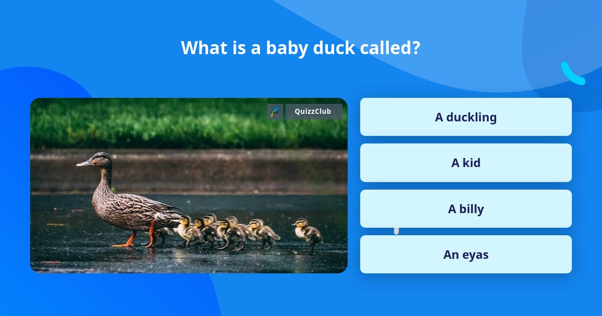 What is a baby duck called? | Trivia Answers | QuizzClub